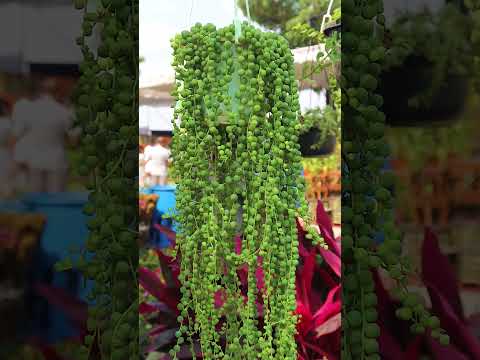 🌿 Discovering a Stunning String of Pearls at Nursery Mela! #shorts