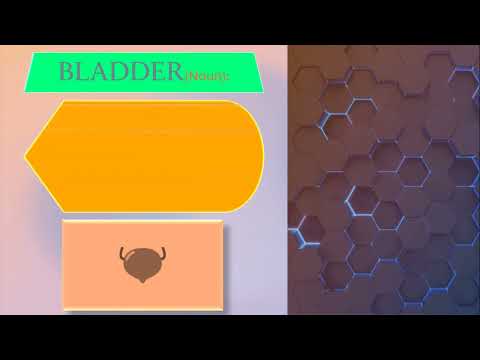 BLADDER | Dictionary| Thesaurus| Vocabulary| Synonyms|Word| Meaning| English| Language|