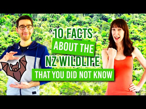 đŚ 10 Surprising Facts about the New Zealand Wildlife - NZPocketGuide.com