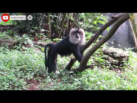 Lion Tailed Macaque Monkey | Bearded Monkey