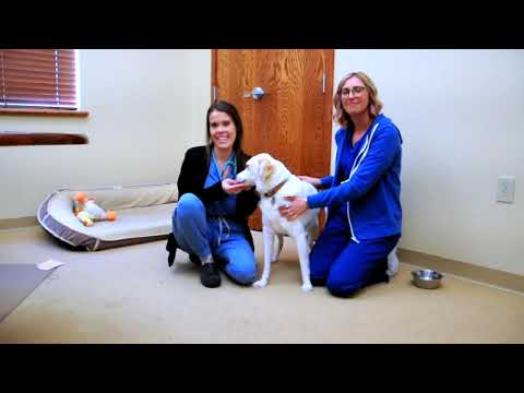 Anxiety in Dogs: Causes and Signs
