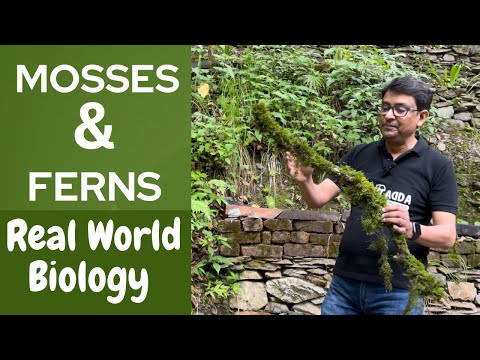 Bryophytes & Pteridophytes | Mosses & Ferns | Real World Biology