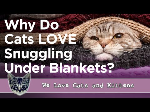 8 Reasons WHY Your Cat Likes Sleeping Under Blankets