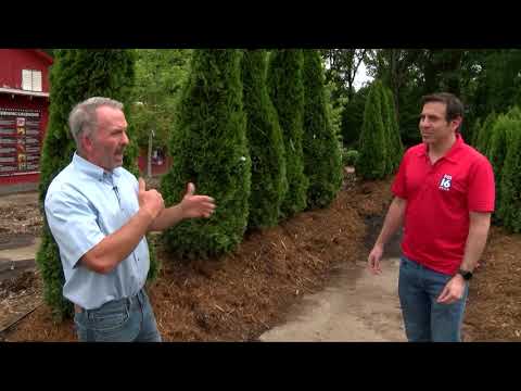 Natural Shrubbery Screening