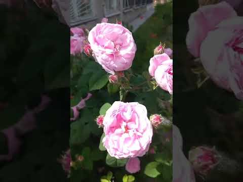 Roses Flowers and Wild Bee. Kyiv, Ukraine. 06.06.2022.