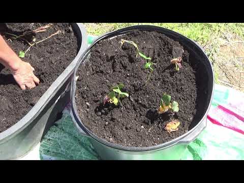 Planting Sweet Potato Slips In Containers, How To Grow Sweet Potatoes