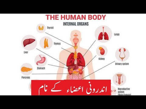 Names of internal organs in English and Urdu | Internal body parts of human body