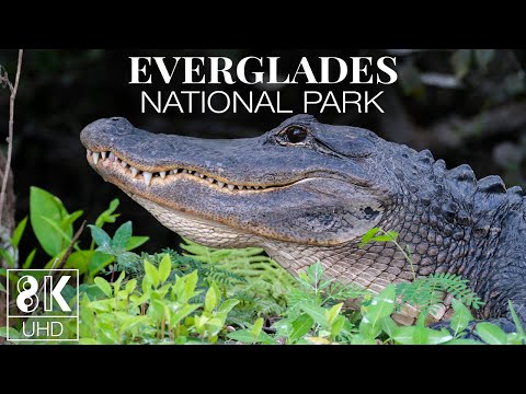 Amazing Wildlife of Everglades National Park, Florida - 8K HDR Wild Animals Wallpaper Slideshow