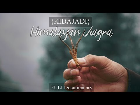 कीड़ा जड़ी (himalayan Viagra) documentary film|HD