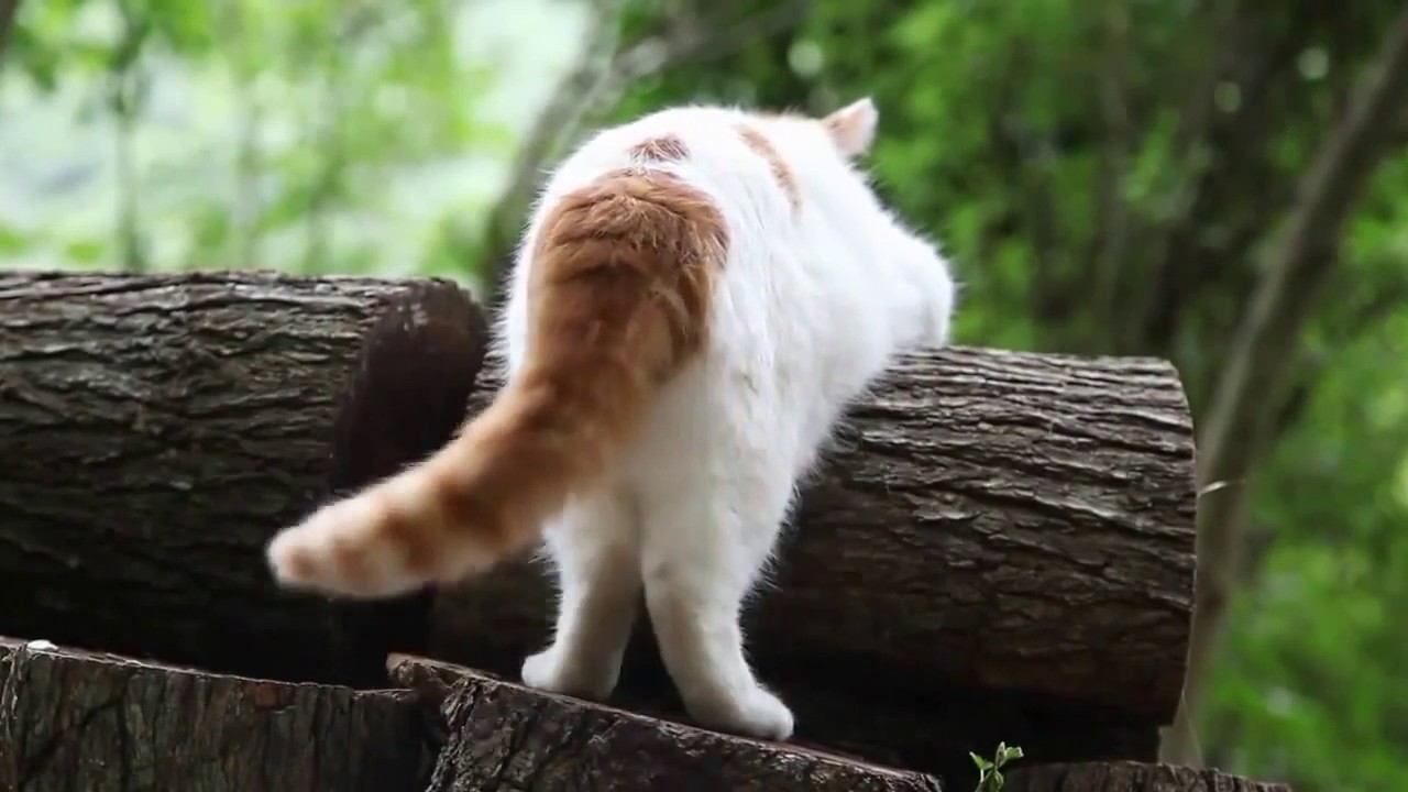 Funny Cat Tail Animated Wallpaper