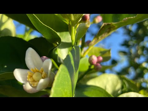 How we grow disease free Organic Citrus in Florida from seed to flower