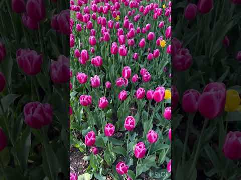 Tulip Festival in Holland, MI #tulip #tulips #tulipfestival #tulipflower #tulipfields #holland