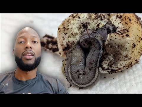 The unfortunate reality of breeding hognose snakes