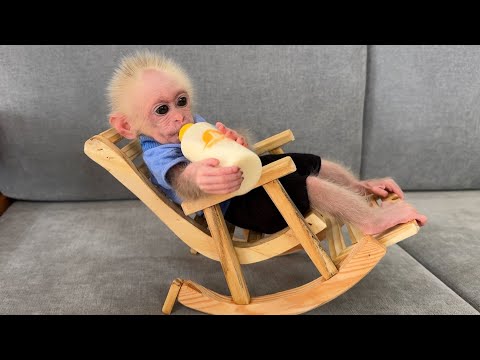 Baby monkey Xuka enjoys life with the happiest things