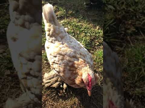 Happy little D'Uccle Hens