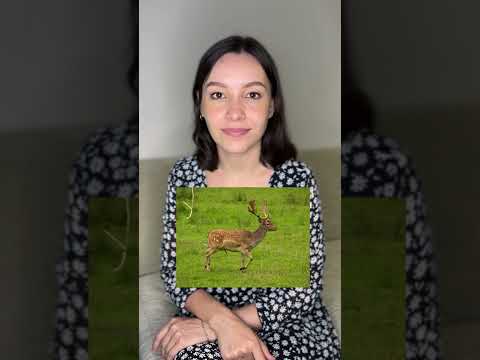 WILD ANIMALS in English ðŠ Can you name them all?