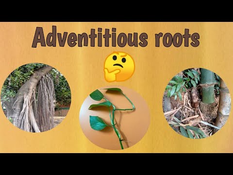 #Adventitiousroots #Proproots #Climbingroots #Stiltroots #Radicle #Shorts #Botany#Roots