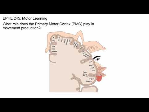Primary Motor Cortex