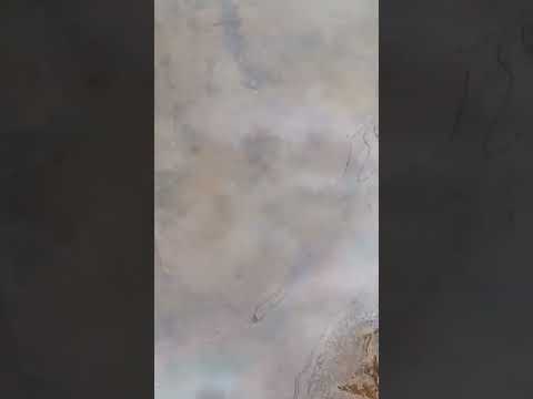 Oil with rain water surface tension Physics