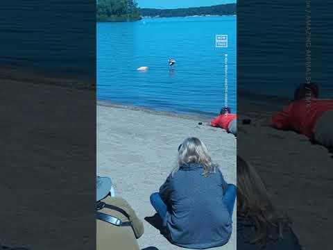 Flamingos Spotted in Ohio After Hurricane Idalia