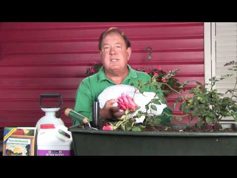 Growing Roses : How to Prepare Roses for Winter