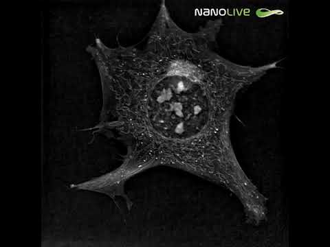 Label-free live cell imaging of a Preadipocyte cell with Nanolive imaging