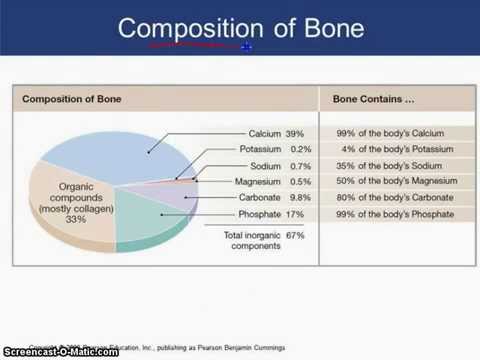 Chapter 6 - Osseous Tissue and Bone Structure