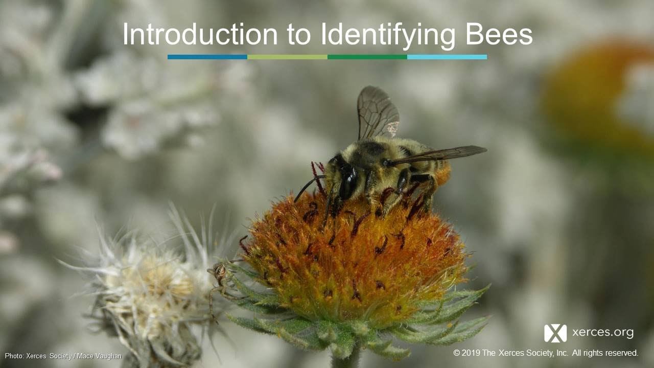 Xerces Classroom: North American Bee Diversity and Identification