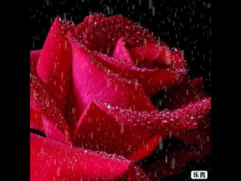 Cute Rose Gif video | Gif video#rose,#gif