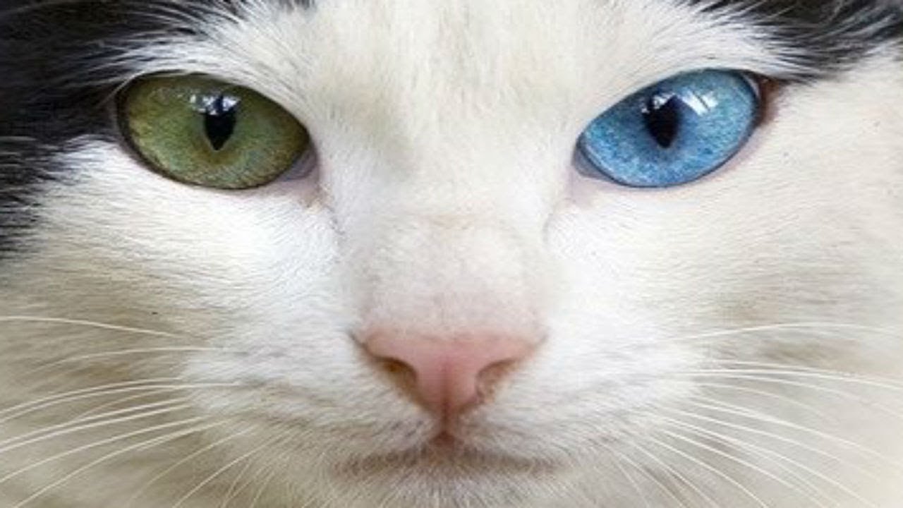 Cats Born With Heterochromia Have The Most Magical Eyes We’ve Ever Seen