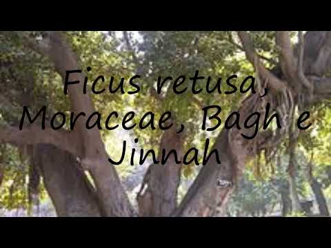 How to pronounce Ficus retusa, Moraceae, Bagh e Jinnah in English?