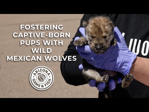 Cross-fostering Genetically Valuable Mexican Wolf Pups