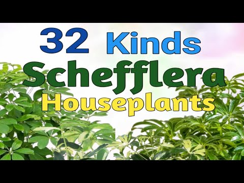 32 Types of Schefflera Houseplants |Umbrella Plants |Lucky Plants