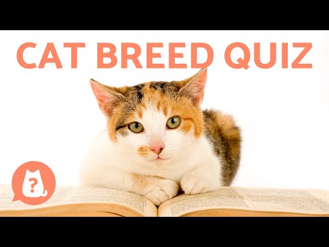 GUESS the CAT BREED by the PHOTO 🐱 Do You Know Them ALL? ✅❌ Game/Quiz