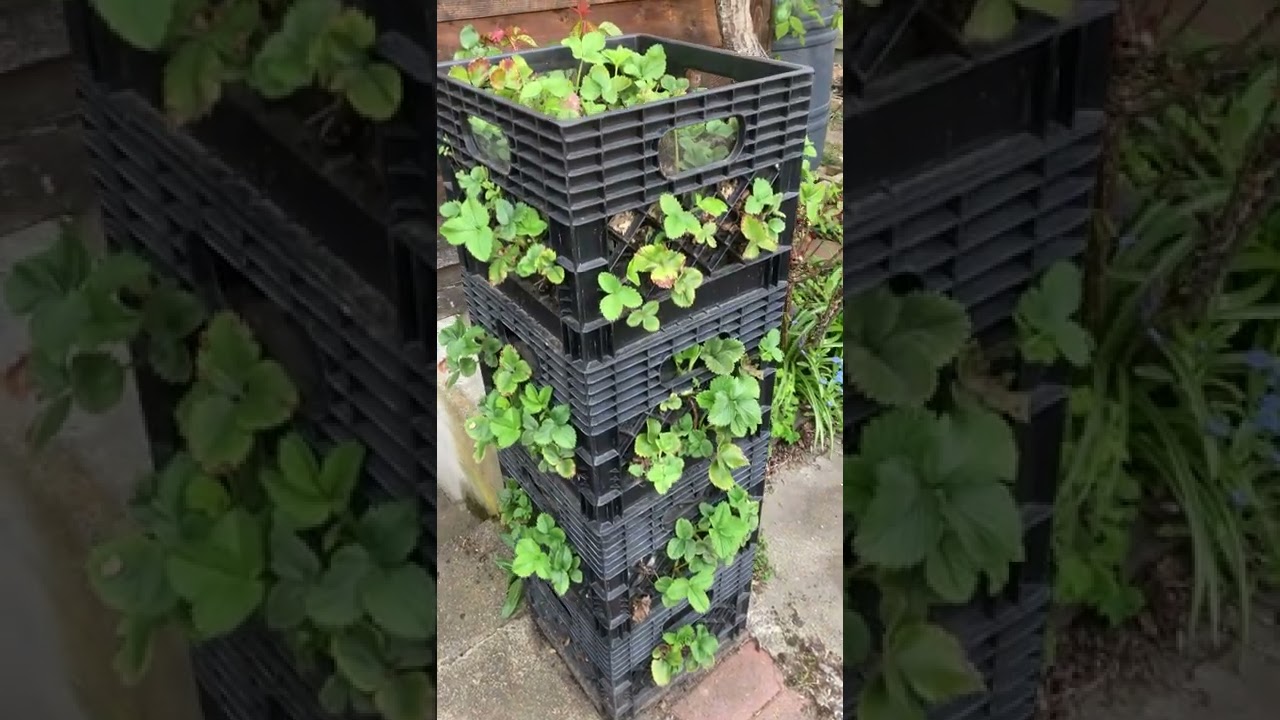 Strawberry Milk Crate Tower | Great way to grow strawberries vertically off the ground