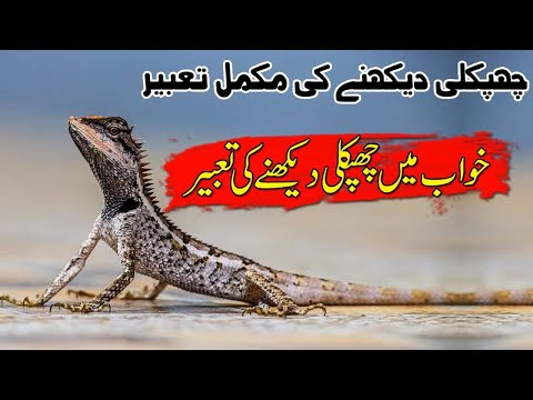 Symbols And Meaning Of Seeing Lizard In Dreams ||Khwab Mein Chipkali Dekhna|Khwab Ki Tabeer In Urdu
