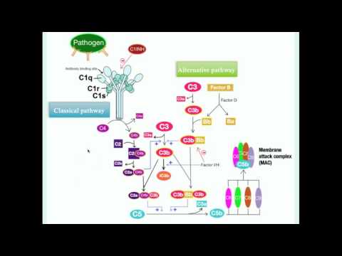 Hereditary Angioedema - CRASH! Medical Review Series