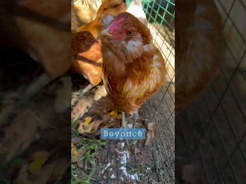 My beautiful little girl Ameraucana chicken #shorts