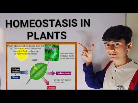 Class 10#homeostasis in plants/chapter homeostasis#BRAIN BUILDERS ACADEMY