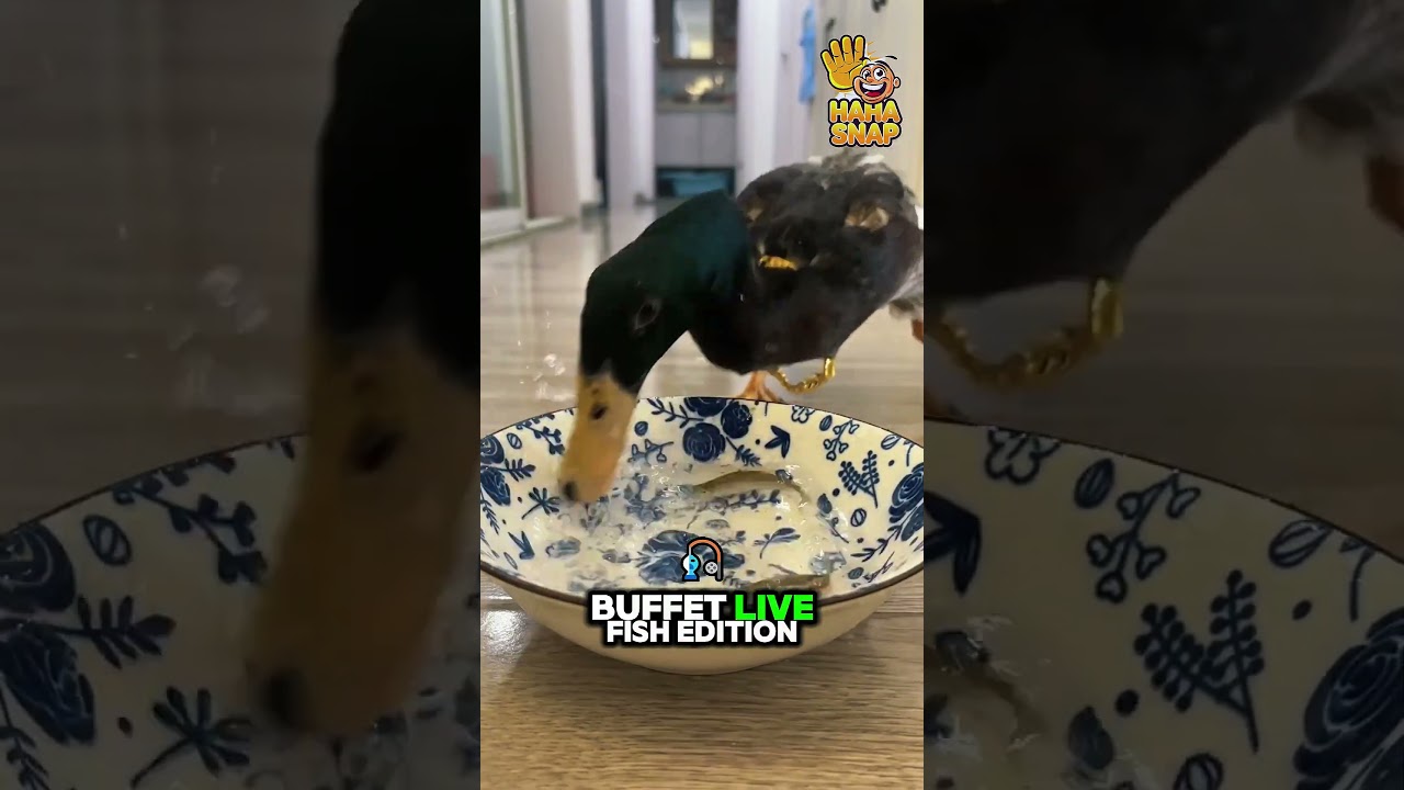 Plate as if it were a Michelin star buffet