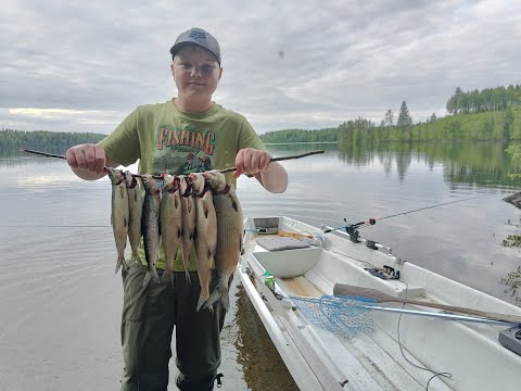 Siian soutu-uistelua juhannuksena 2025