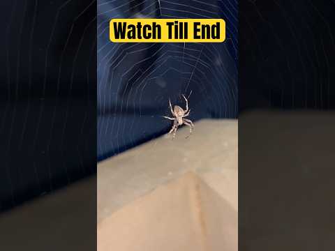 Spider web , Spiders web | Spider building web #spiderman #spiderweb #spider #spidernet