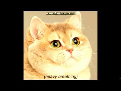 Heavy Breathing Cat Has Swag!