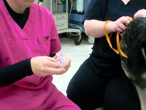 schirmer tear test