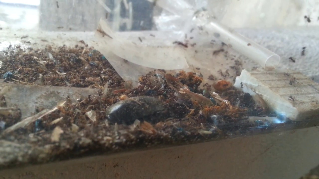 Pheidole vs Cockroach Part 2