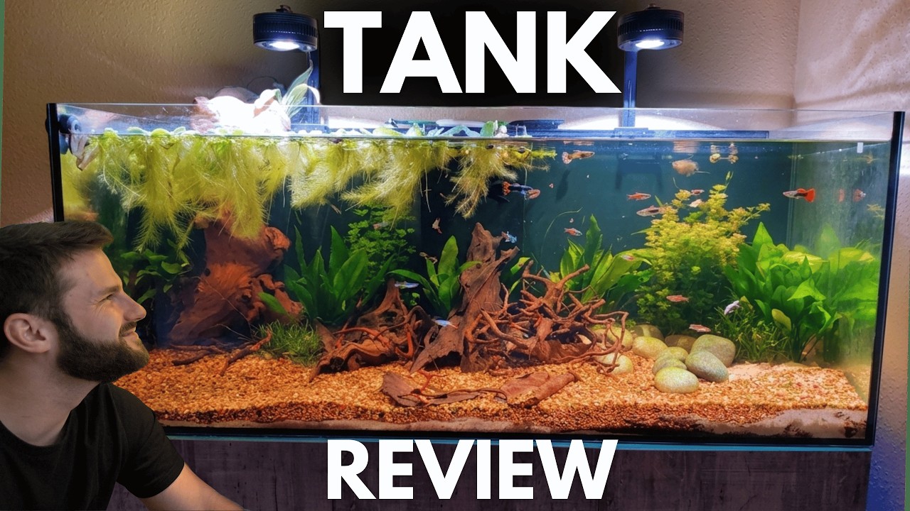 My Viewers sent me their AQUARIUMS. Two are GREAT, one is HELL!