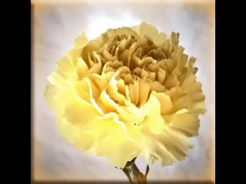 Yellow Carnation Flower Set Of Beautiful Picture Collection