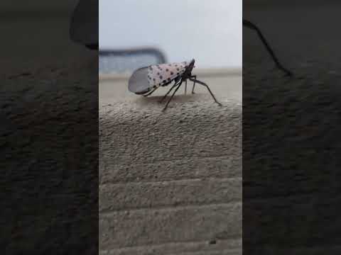 Spotted Lantern Fly on the move