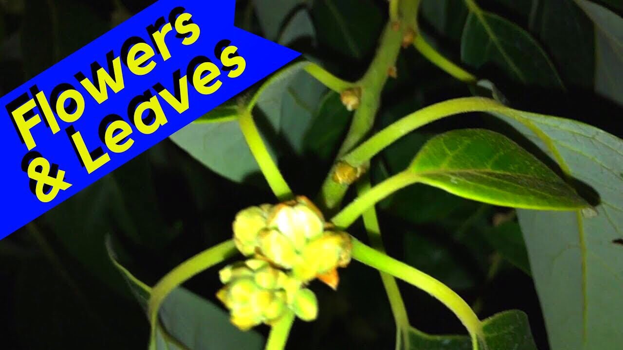 Avocado Comparison - Mexicola Avocado (Flower Buds & Leaf Sprouts)