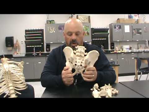 Bone Quiz 5 the Thoracic cage, Spine and Pelvis